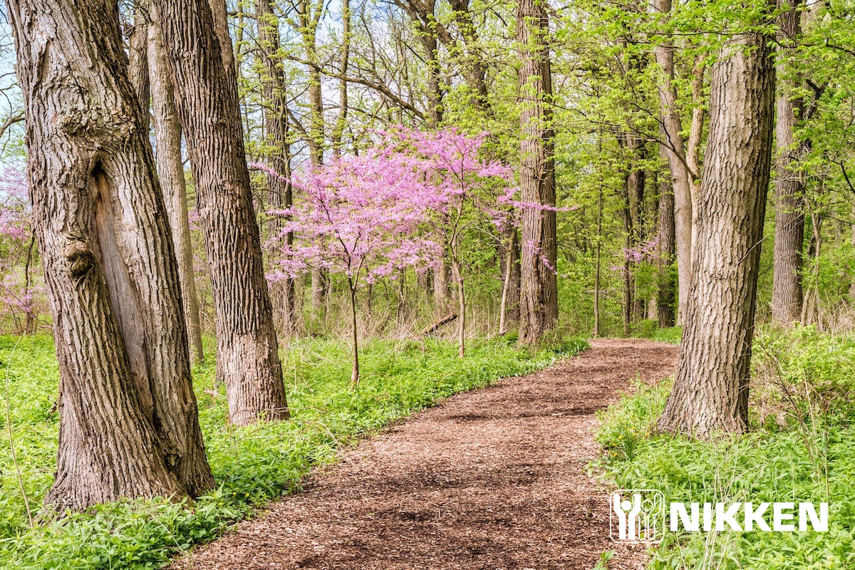 Imagine Breathing in Refreshing Forest Air – Active Wellness Blog