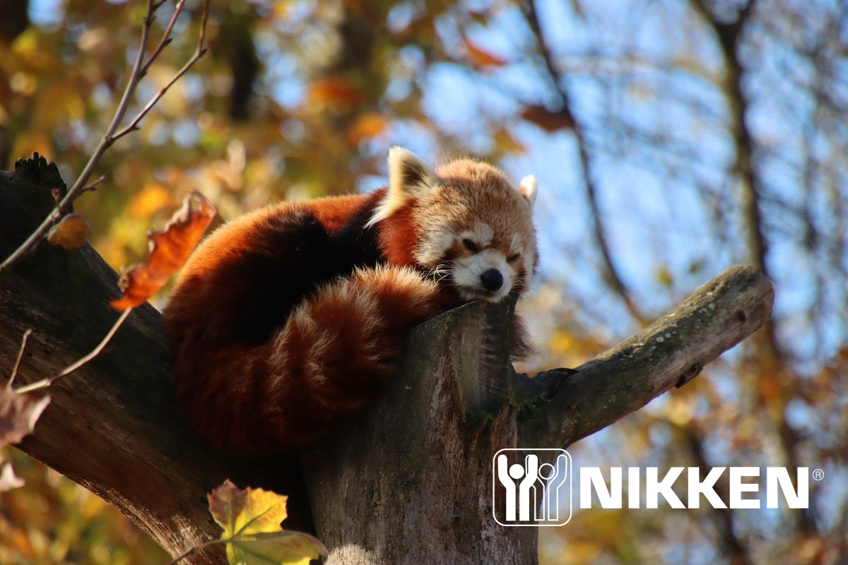 Getting Restful Sleep During Autumn Weather – Active Wellness Blog